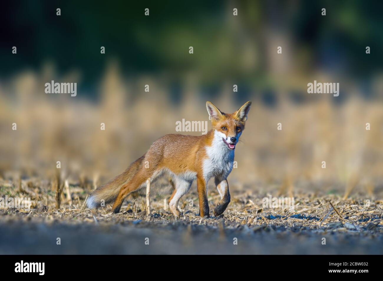 red fox is hunting in a meadow Stock Photo - Alamy