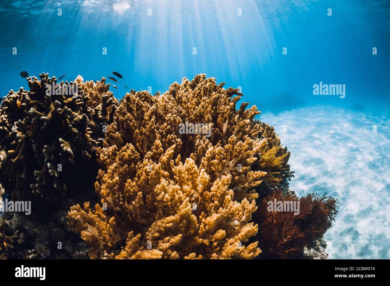 Ocean flora and fauna in blue ocean, tropical underwater view with sun ...