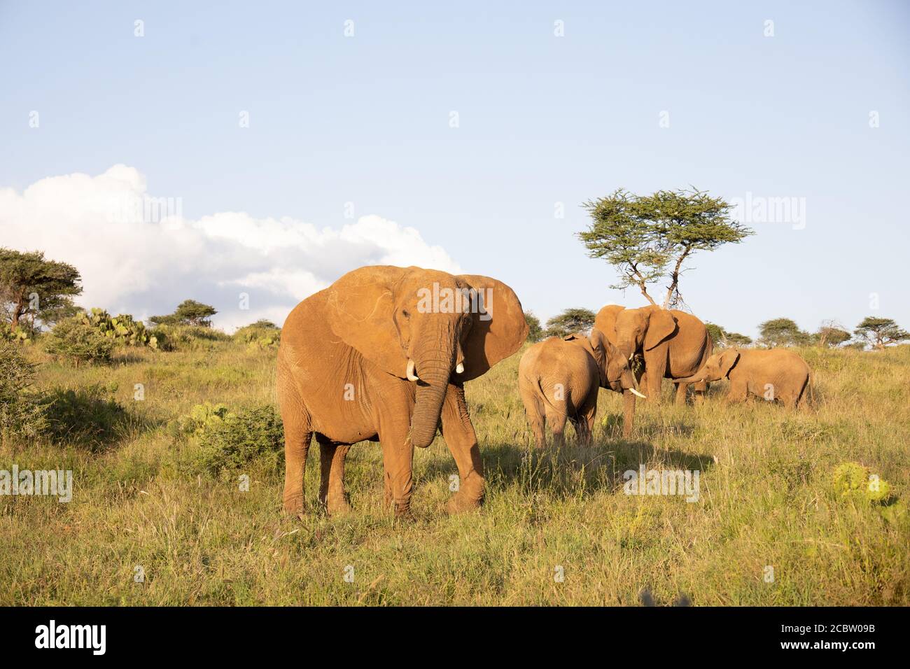 Dusty elephant herd in the golden light of the African savannah Stock ...