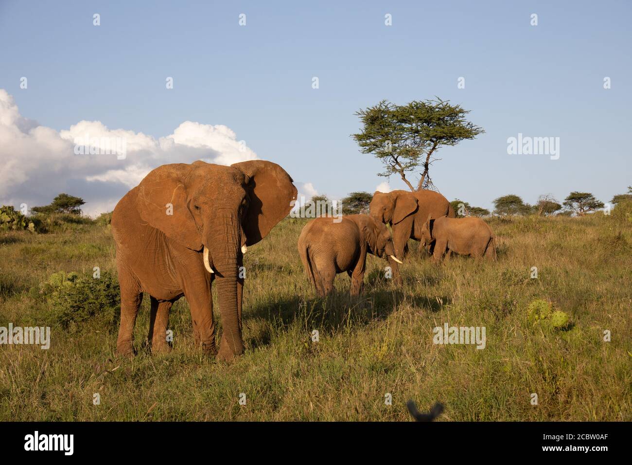 African elephant calf in mud hi-res stock photography and images - Alamy