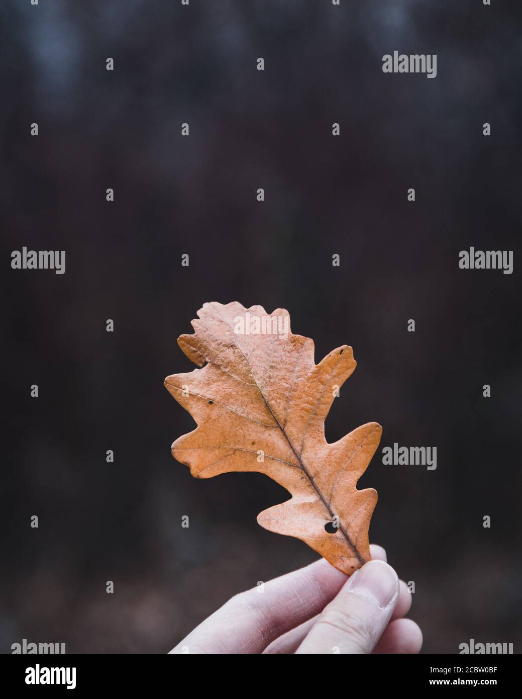 Laef pattern hi-res stock photography and images - Alamy