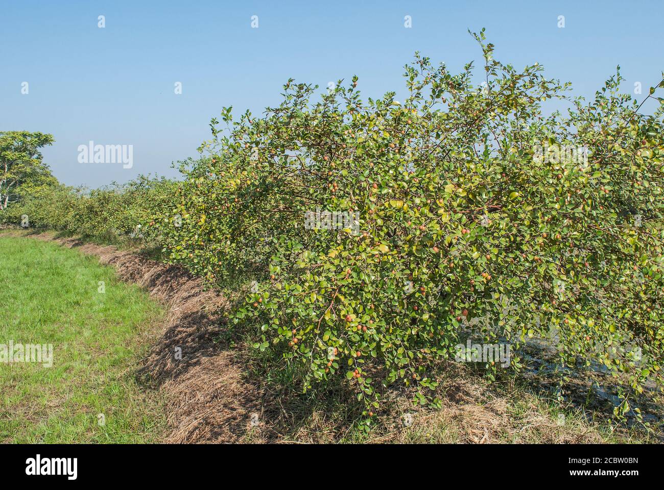 Boroi hi-res stock photography and images - Alamy