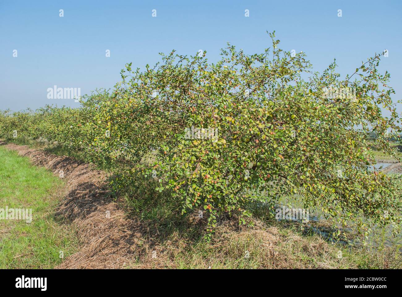 Boroi hi-res stock photography and images - Alamy