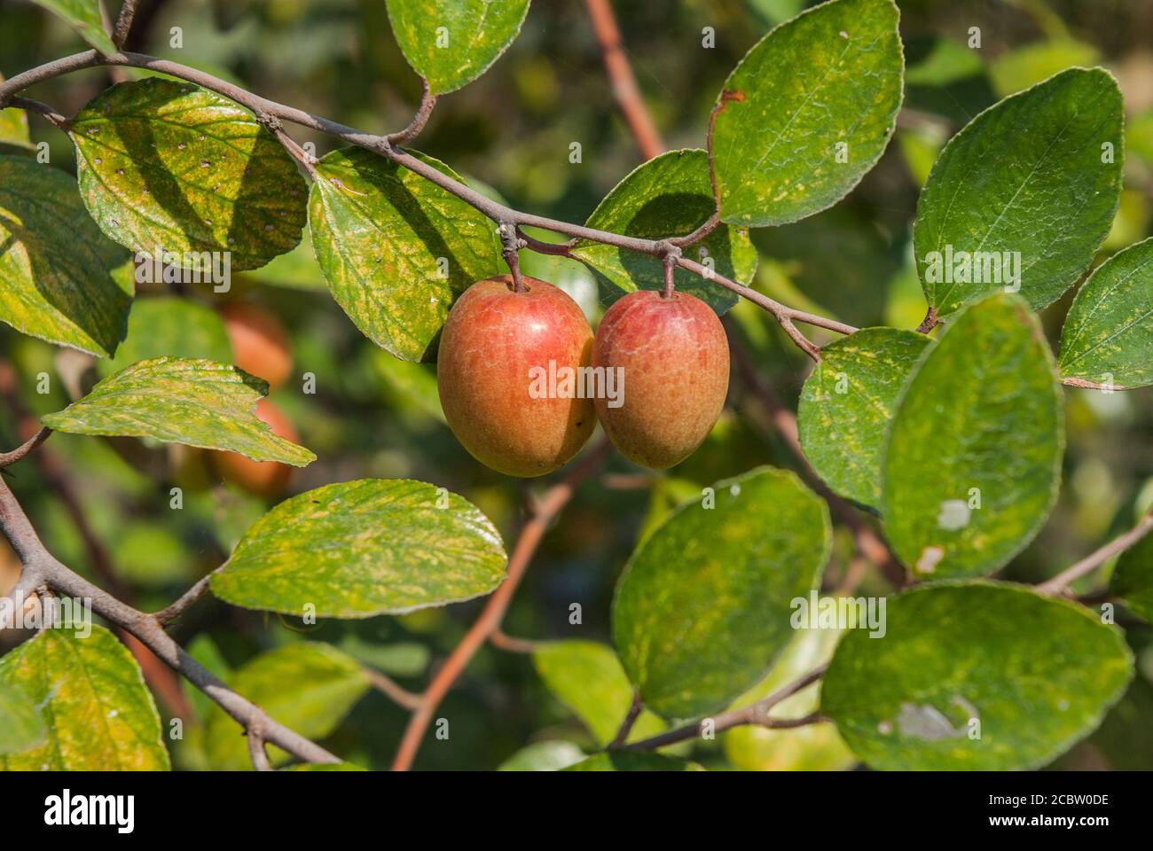 Boroi hi-res stock photography and images - Alamy