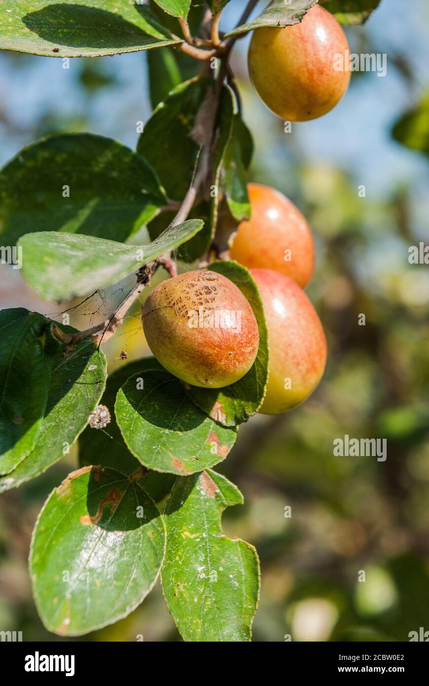Jujube locally known as Boroi grow on the tree. Khulna, Bangladesh ...