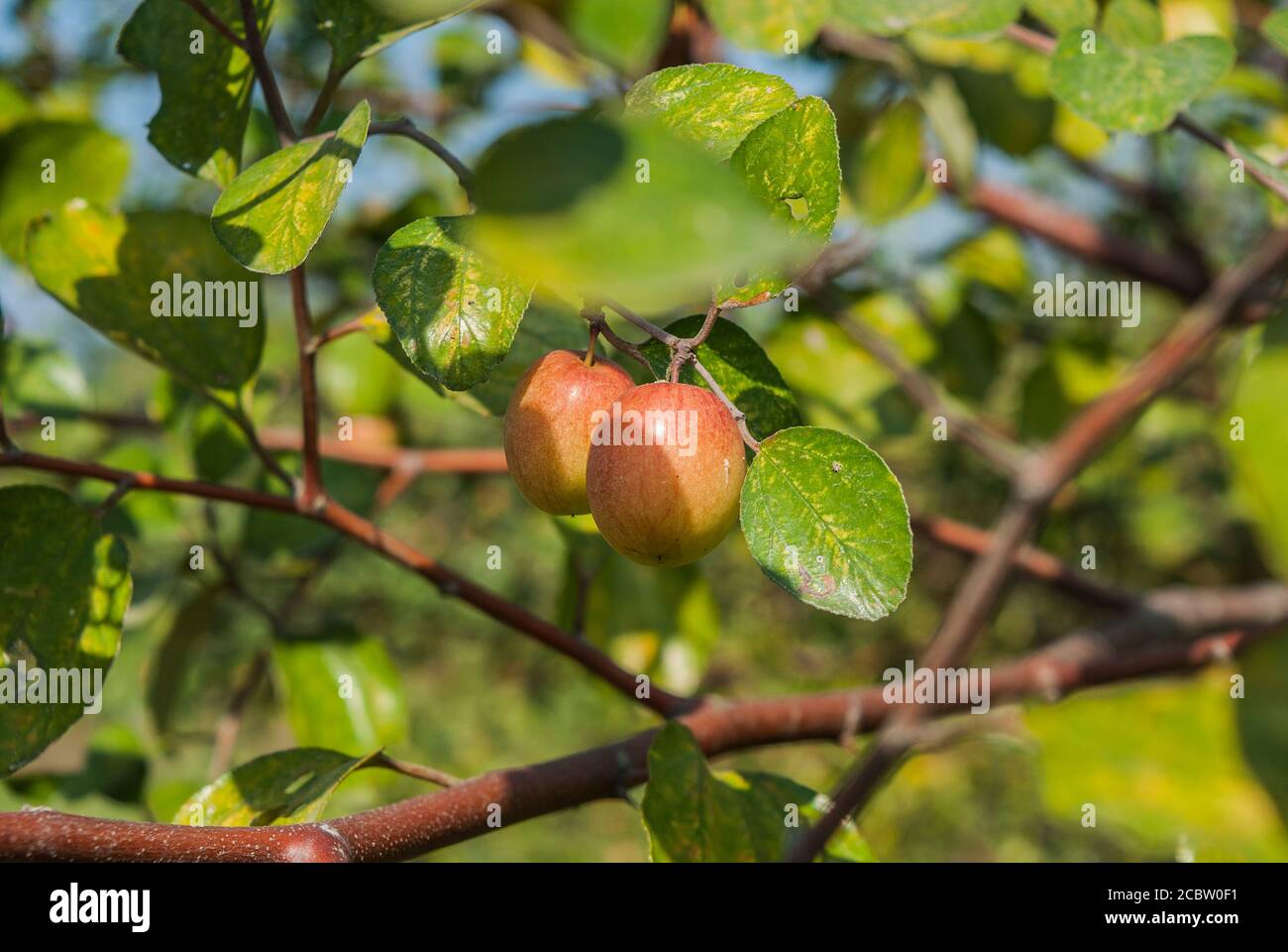 Boroi hi-res stock photography and images - Alamy