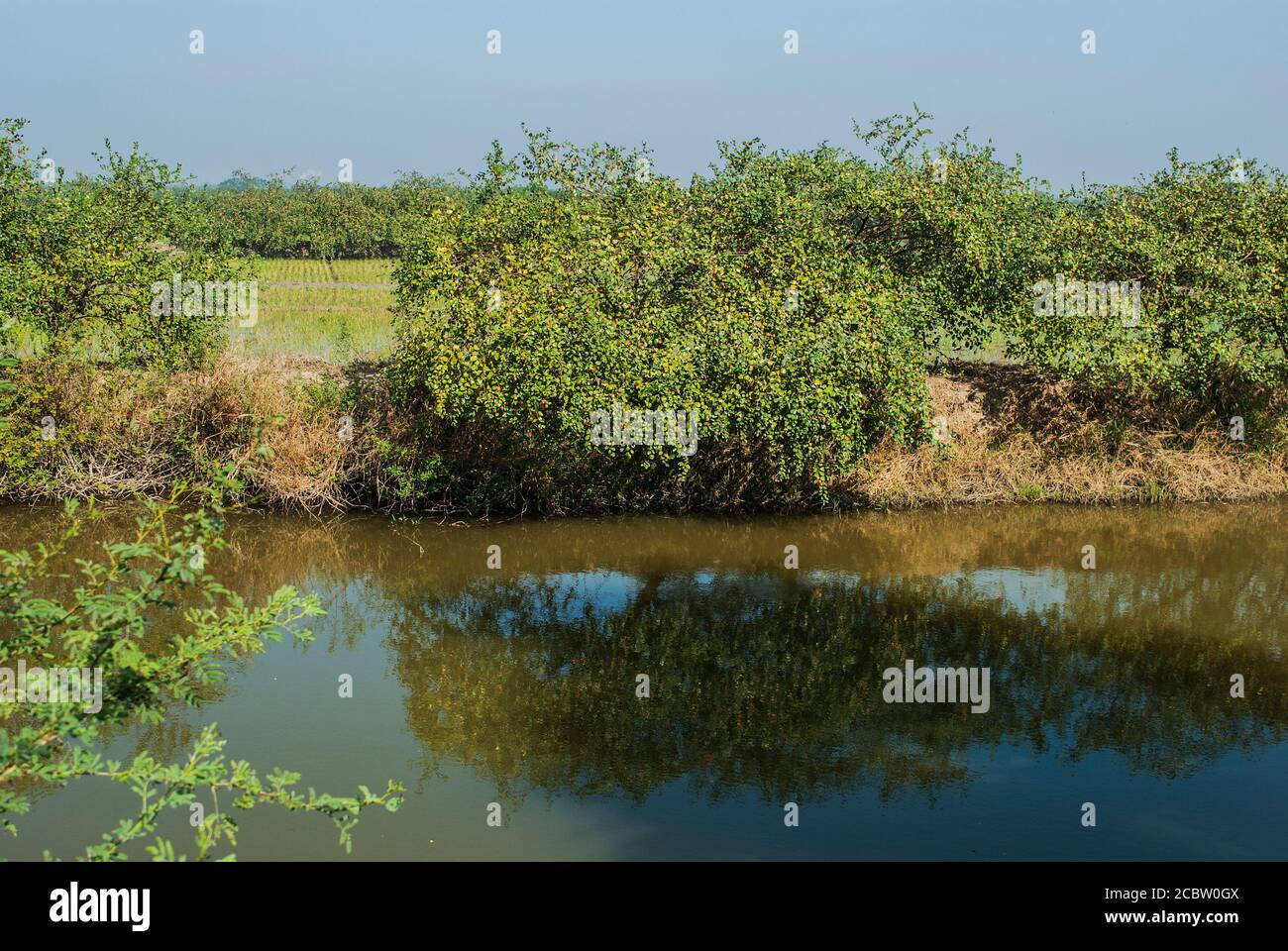 Jujube locally known as Boroi grow on the tree. Khulna, Bangladesh ...