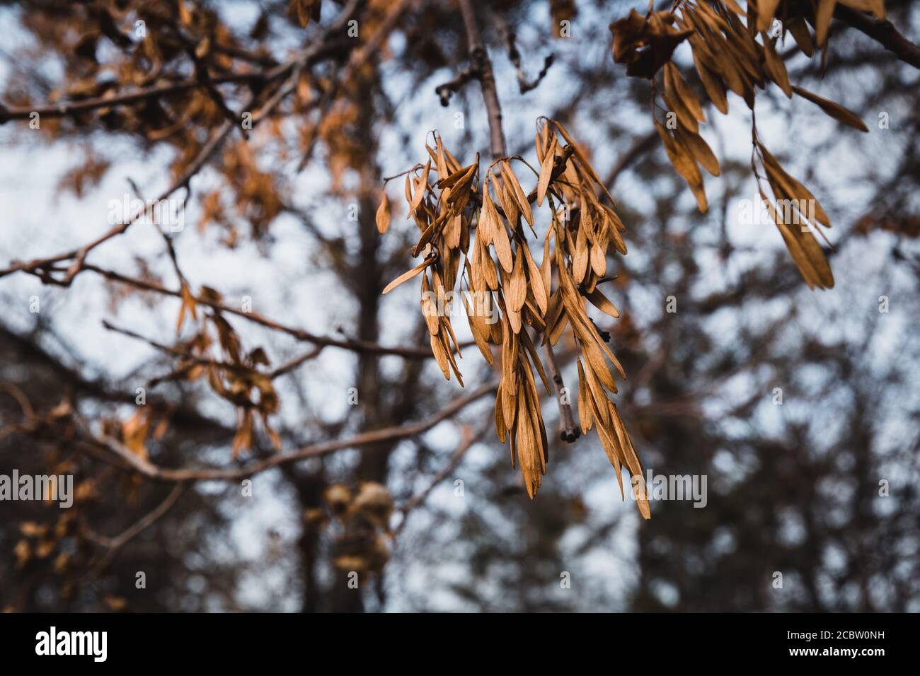 Selective focus shot ash hi-res stock photography and images - Alamy