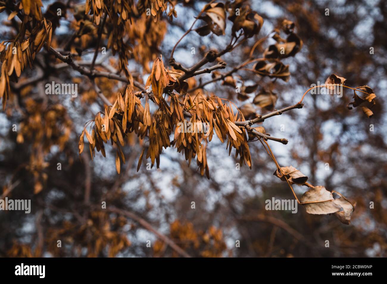 Selective focus shot ash hi-res stock photography and images - Alamy