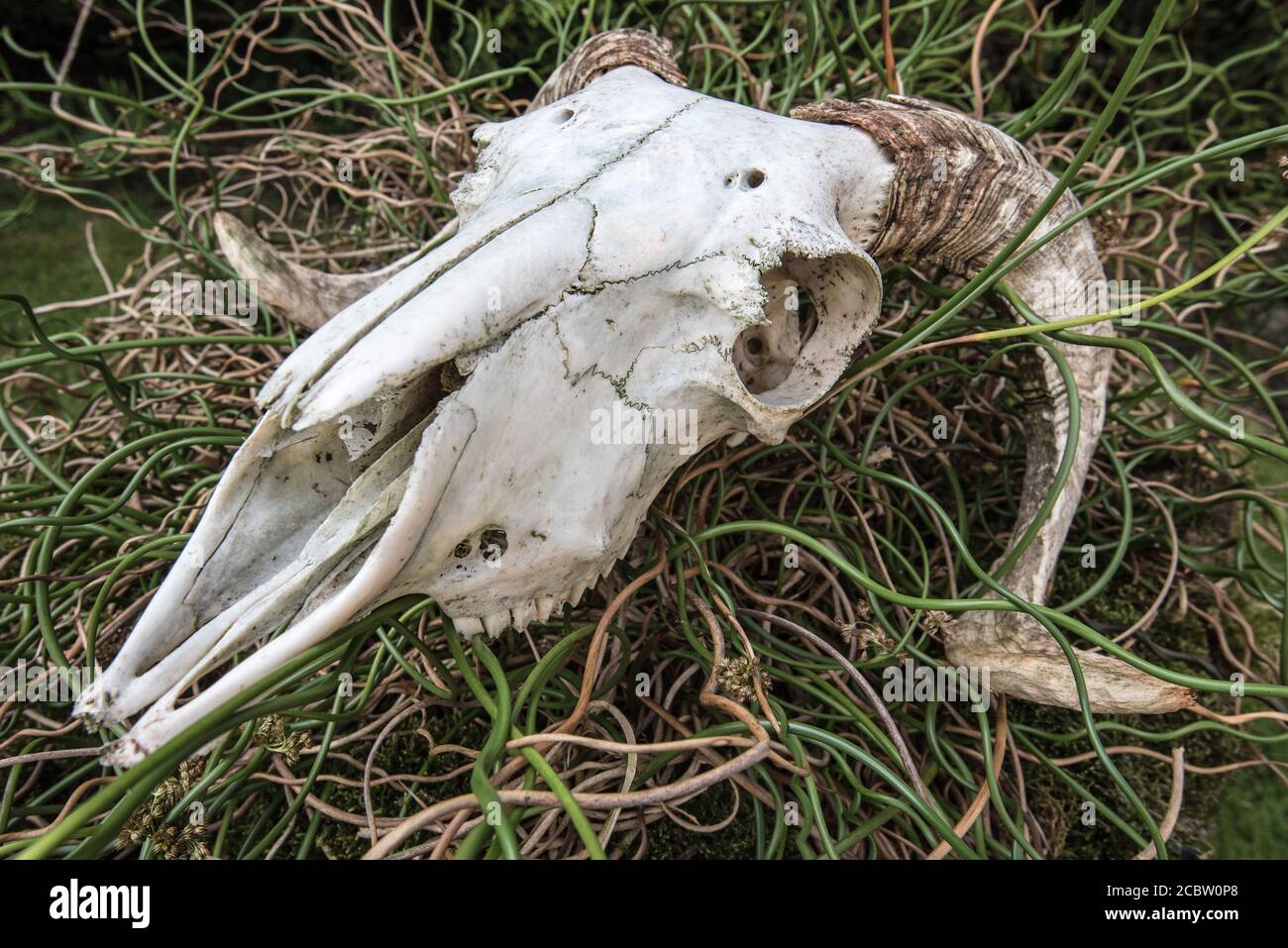 Real sheep skull hi-res stock photography and images - Alamy
