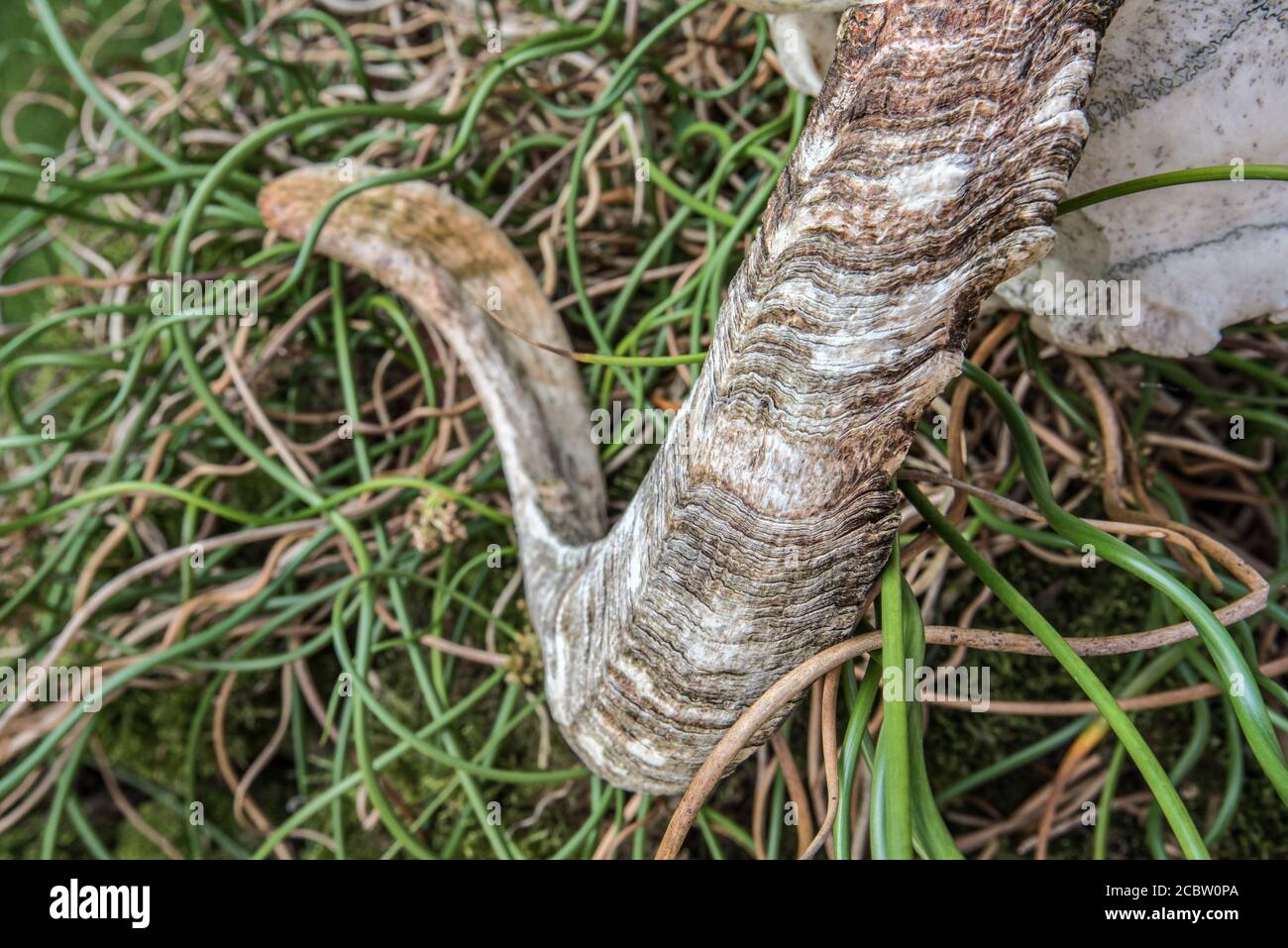 Real sheep skull hi-res stock photography and images - Alamy