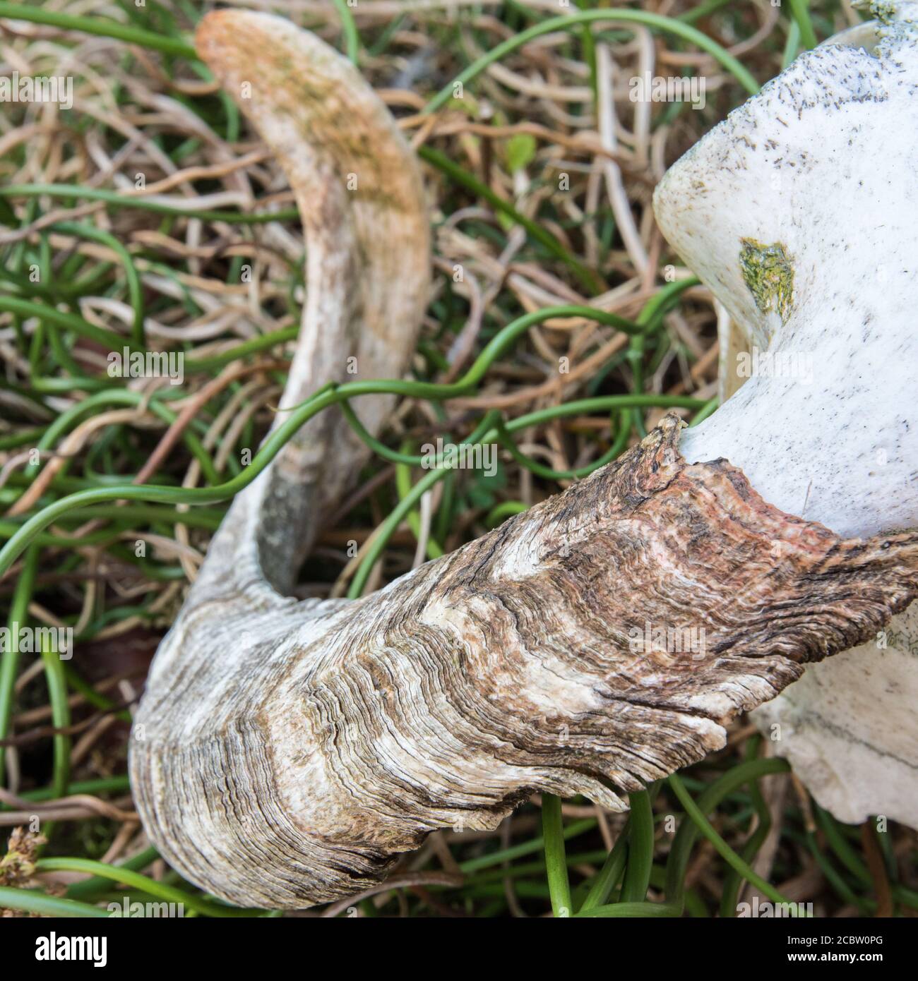 Swaledale sheep skull hi-res stock photography and images - Alamy