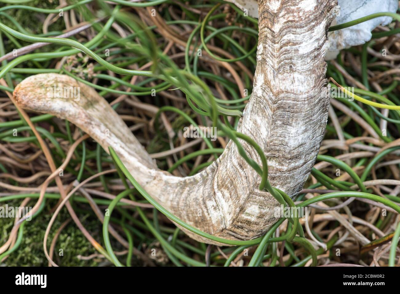 Real sheep skull hi-res stock photography and images - Alamy