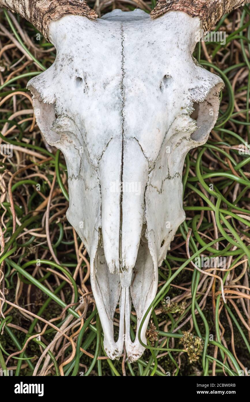 Real Sheep Skull High Resolution Stock Photography and Images - Alamy