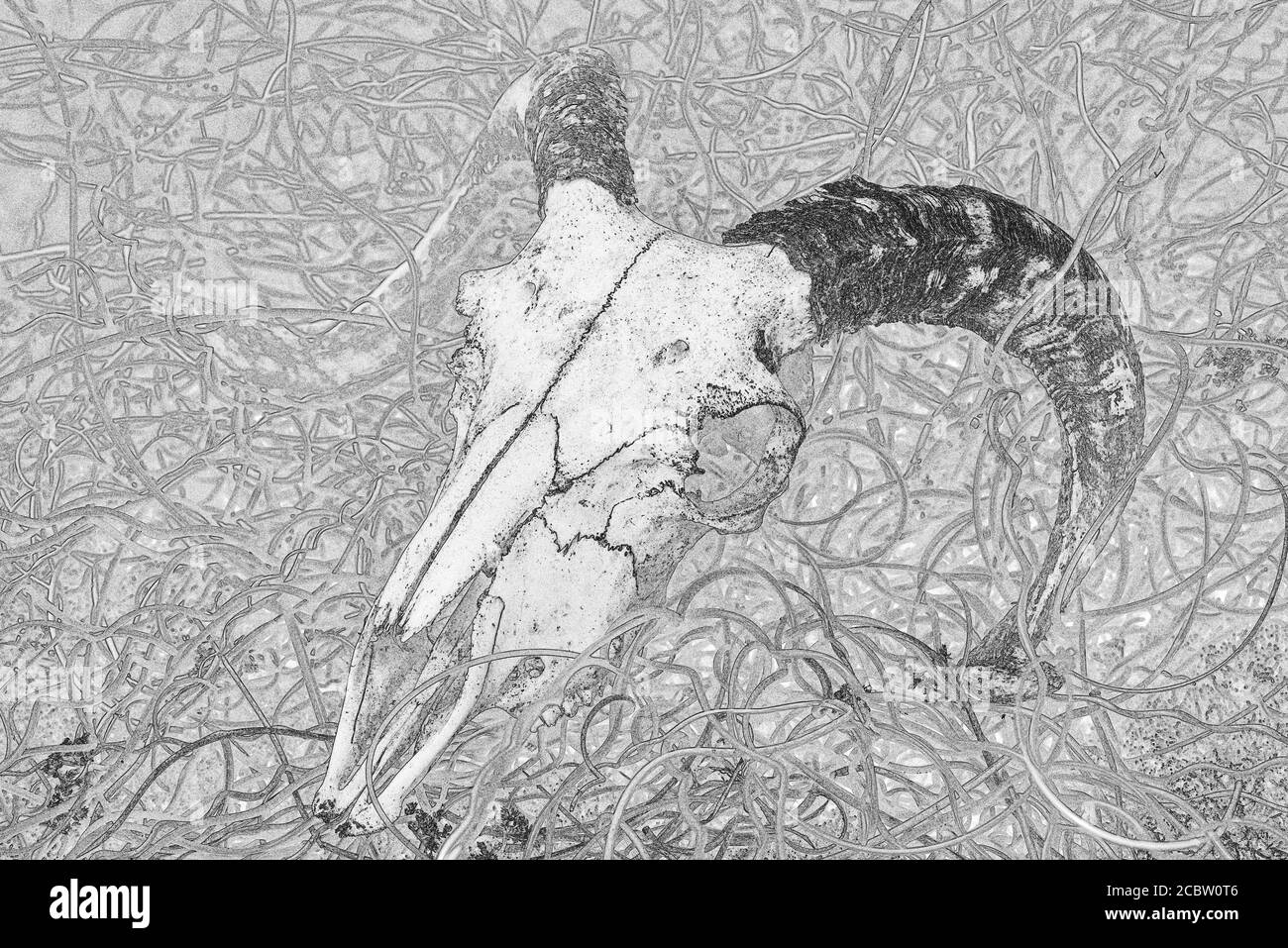 Sheep anatomy Black and White Stock Photos & Images - Alamy