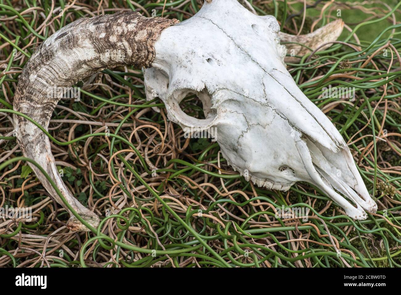 Real sheep skull hi-res stock photography and images - Alamy