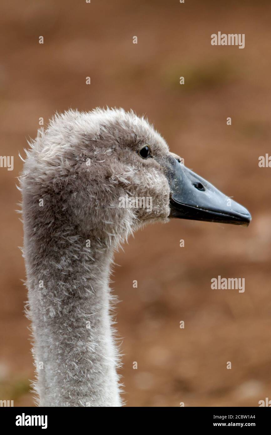 Backwell, england hi-res stock photography and images - Alamy