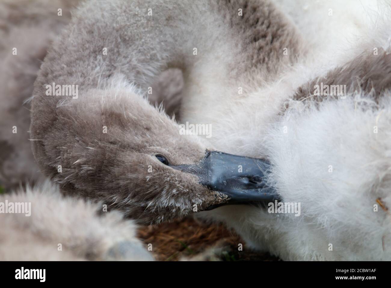 Backwell Lake Nature Reserve Stock Photo - Alamy