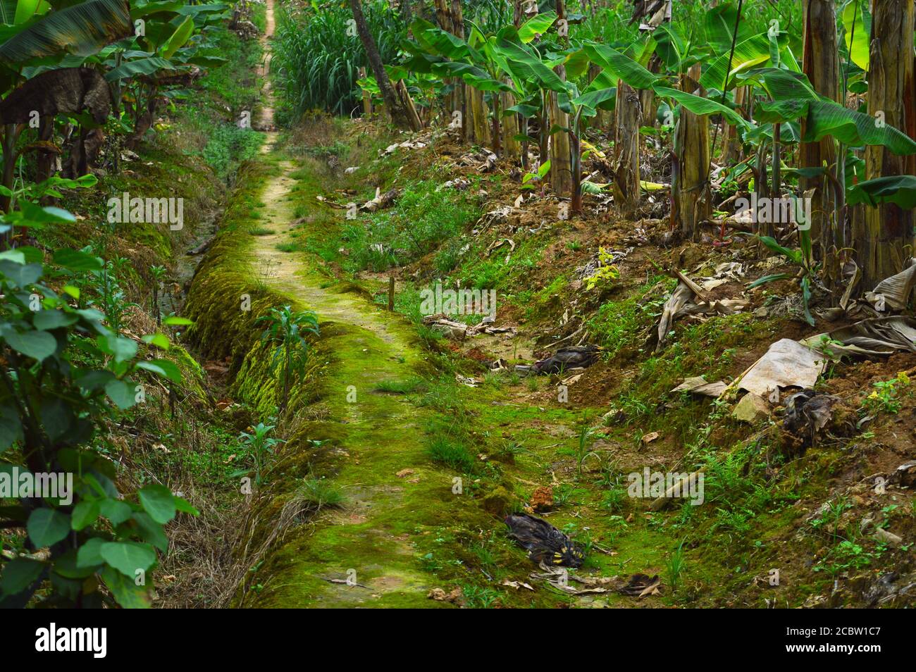 image shows a pathway made with mud along a farm. Farm contains ...