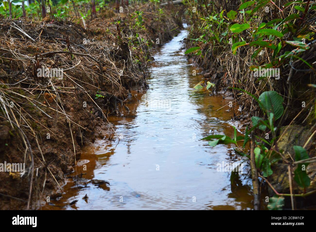 a small stream in the forest with grass and other plants overgrowth ...