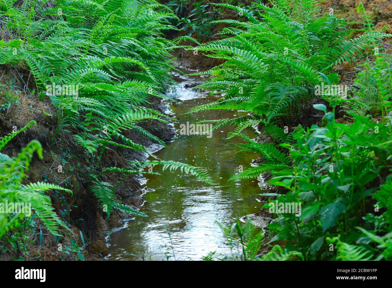 a small stream in the forest with ferns and other plants overgrowth ...
