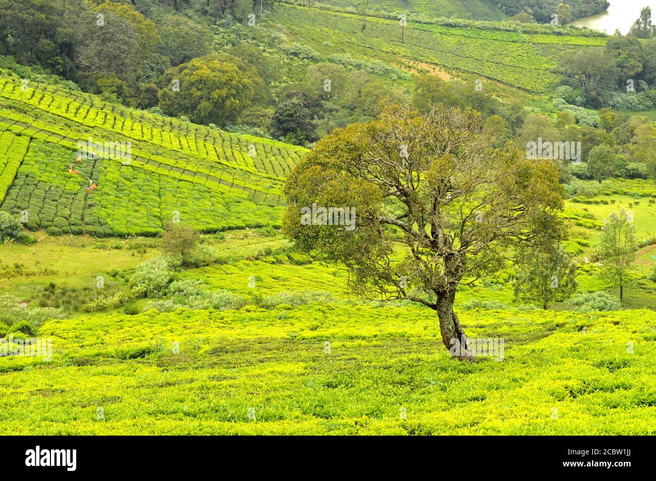 a shola tree native to the Nilgiris is visible in the forground with ...