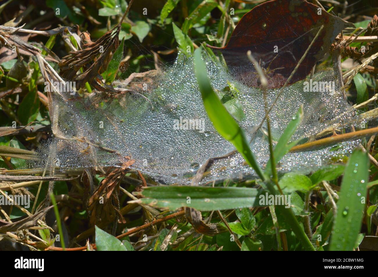 spider web with dew drops in the morning. Dry spider silk forms a ...