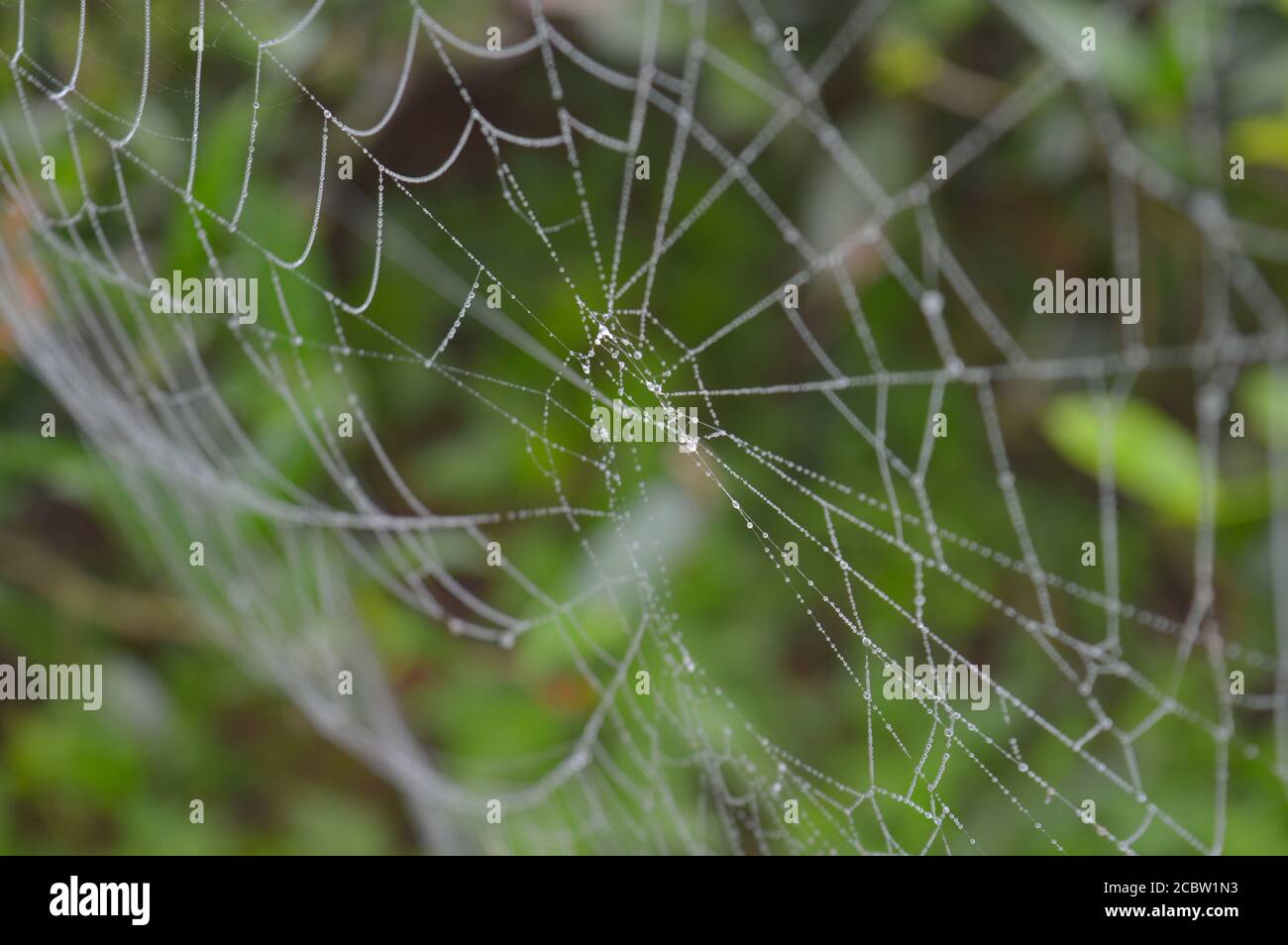 spider web with dew drops in the morning. Dry spider silk forms a ...