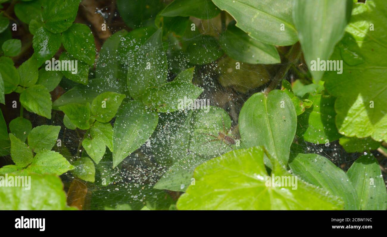 spider web with dew drops in the morning. Dry spider silk forms a ...