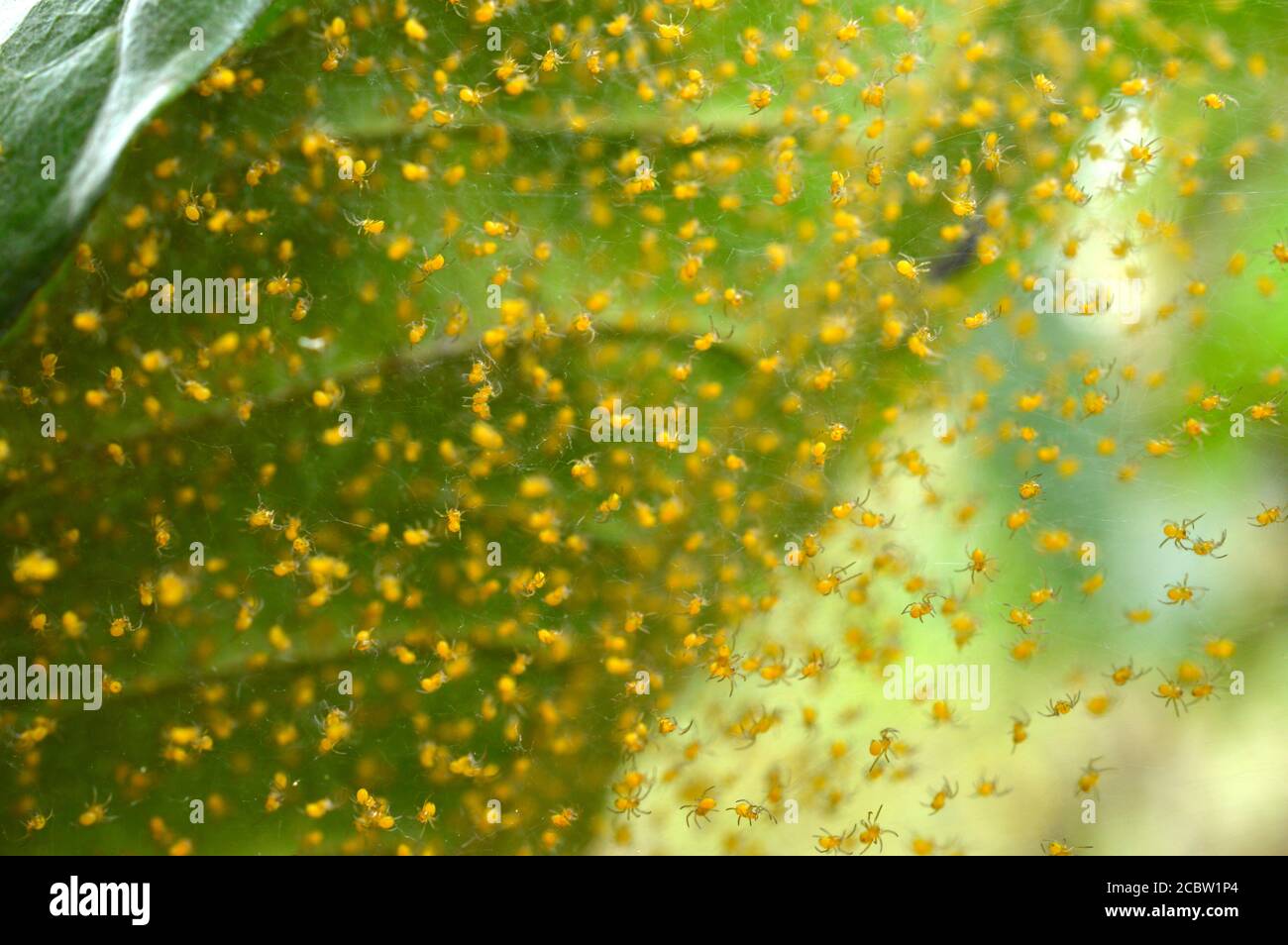 Baby spiders under a leaf and there could be hundreds of eggs. The egg ...