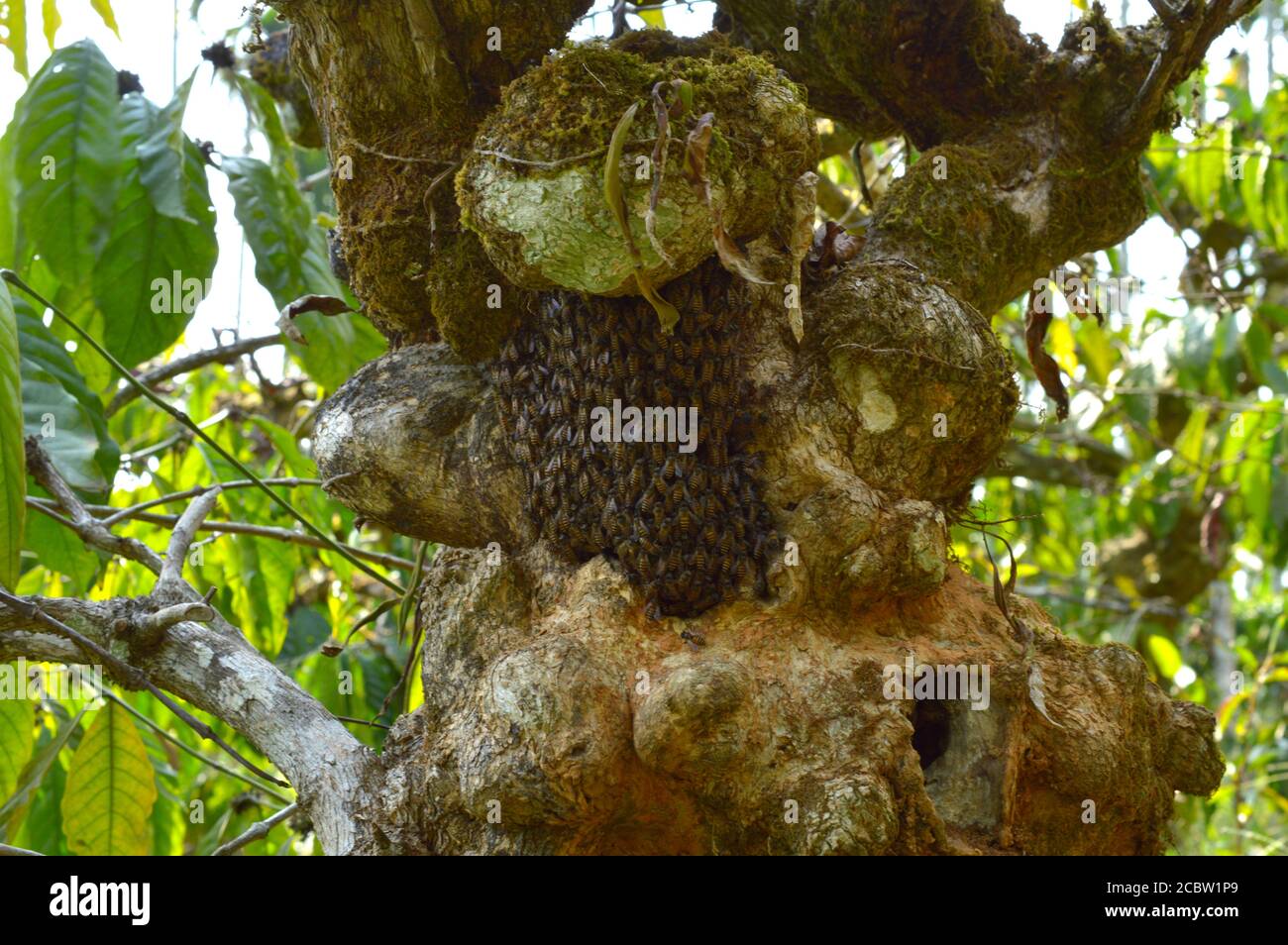 small honeycomb covered with bees on a tree bark. The concise and ...