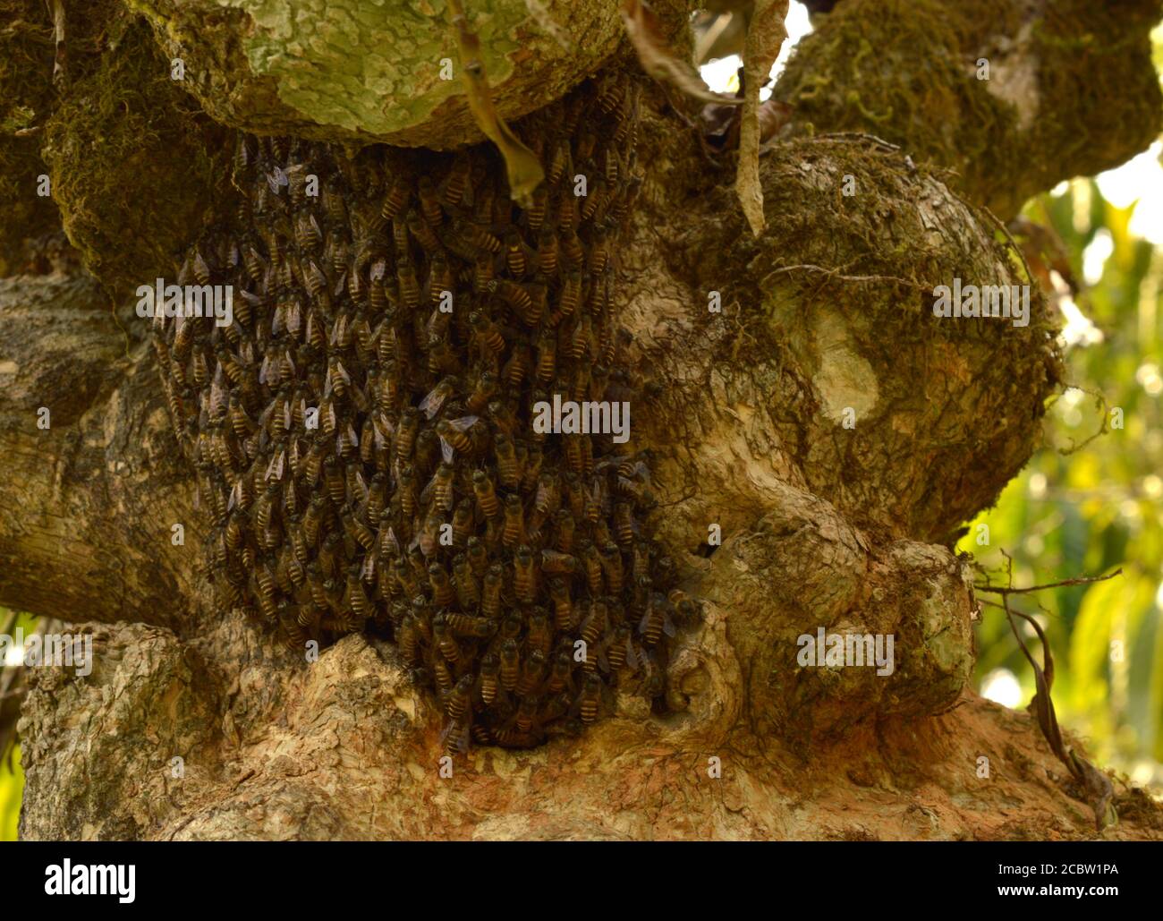 small honeycomb covered with bees on a tree bark. The concise and ...