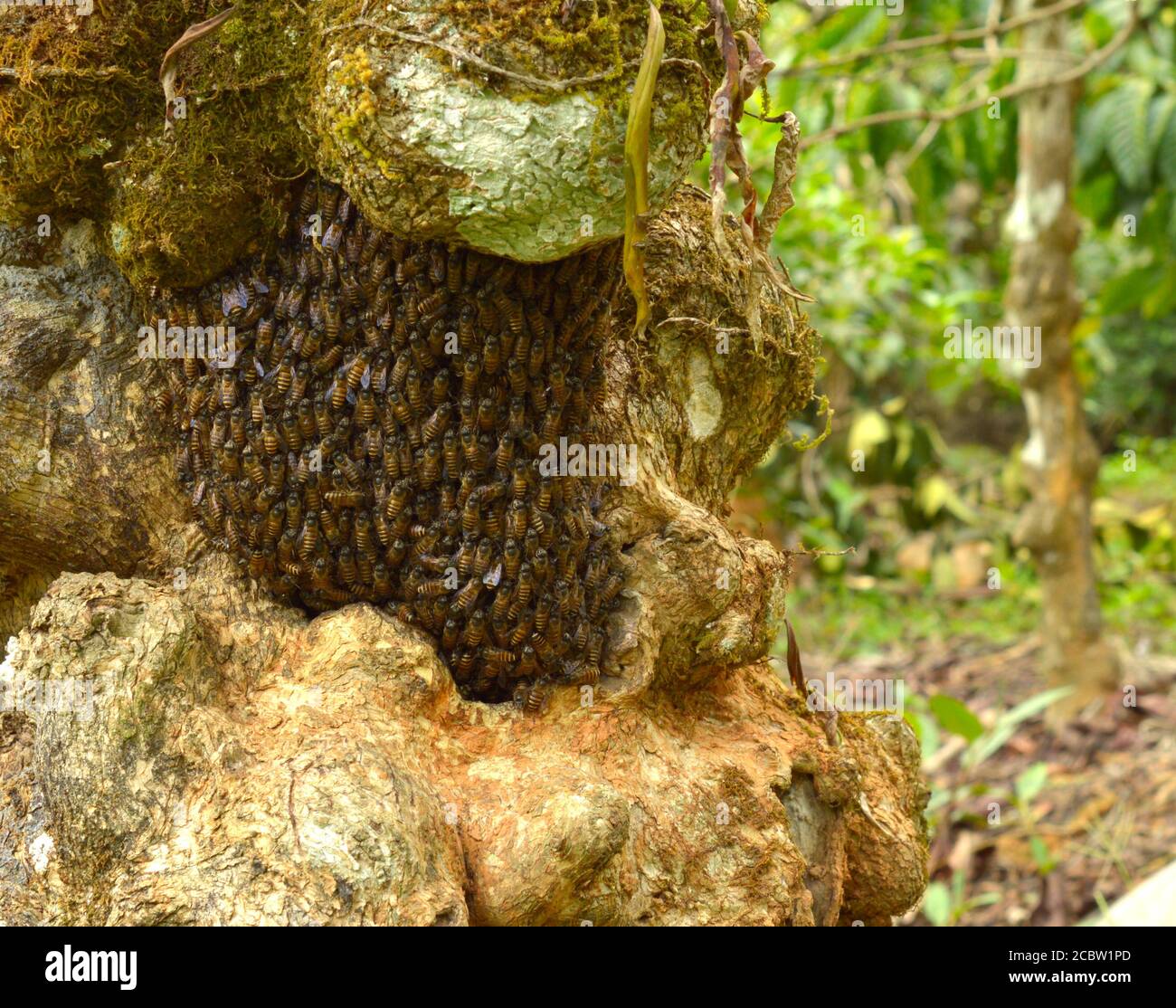 small honeycomb covered with bees on a tree bark. The concise and ...