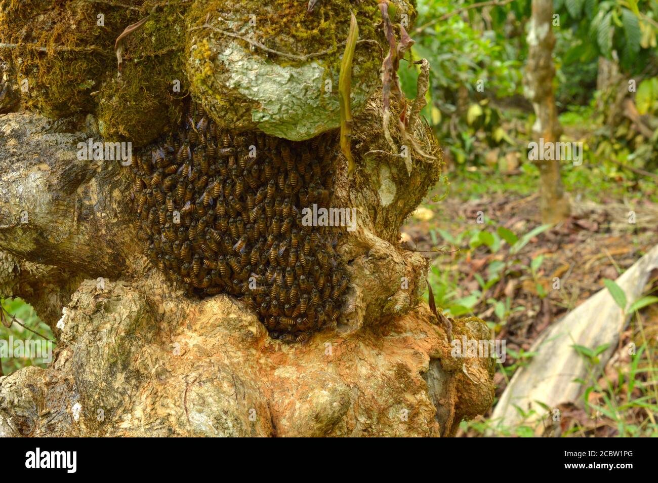 small honeycomb covered with bees on a tree bark. The concise and ...