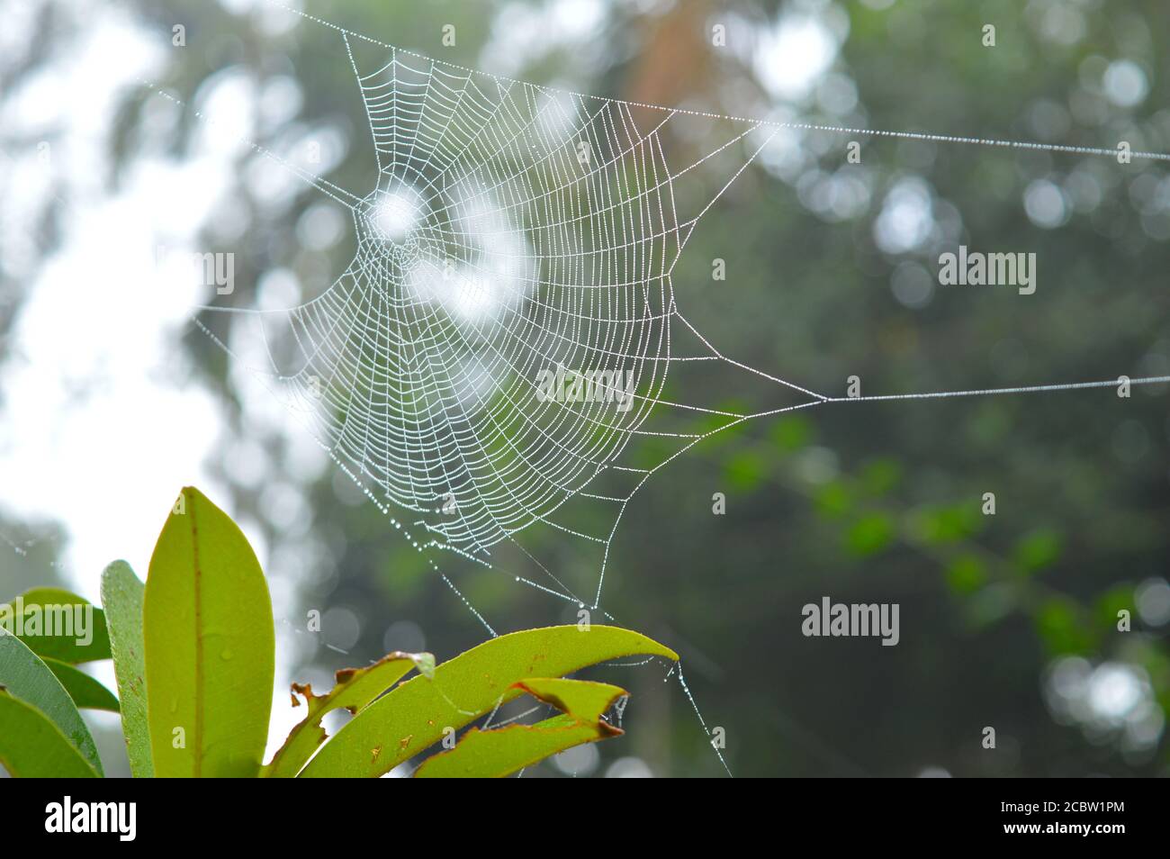 spider web with dew drops in the morning. Dry spider silk forms a ...