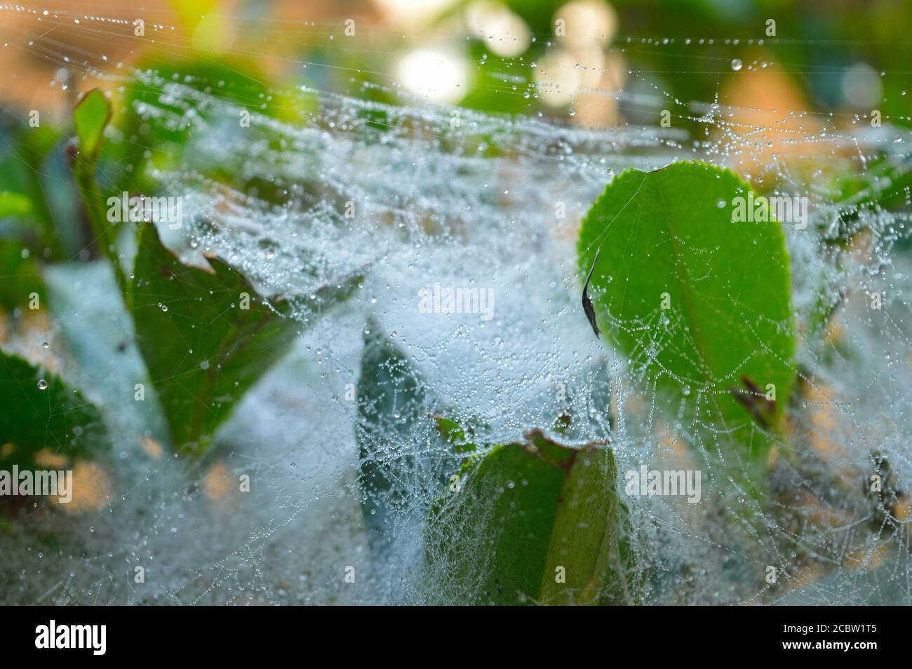 spider web with dew drops in the morning. Dry spider silk forms a ...