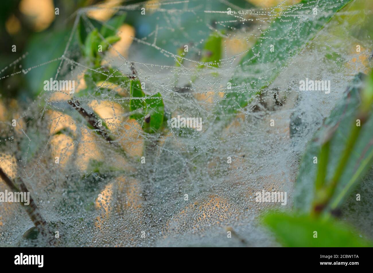 spider web with dew drops in the morning. Dry spider silk forms a ...