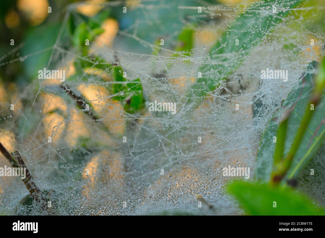 spider web with dew drops in the morning. Dry spider silk forms a ...