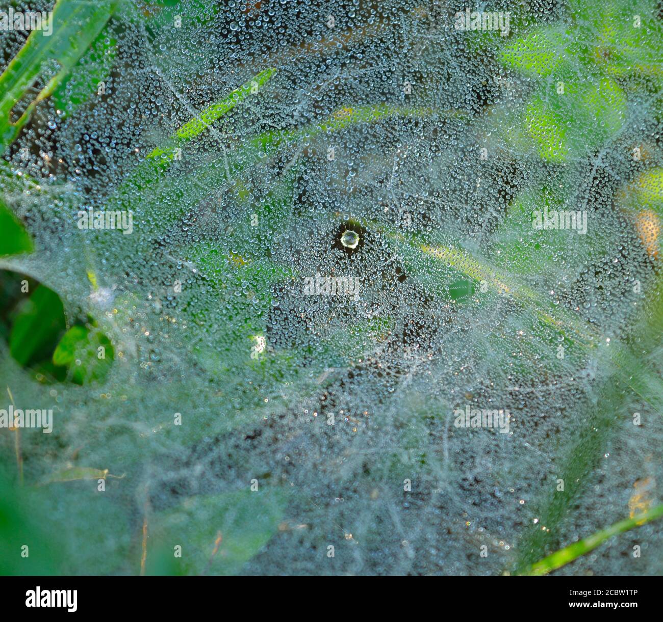 spider web with dew drops in the morning. Dry spider silk forms a ...