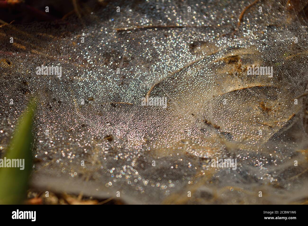 spider web with dew drops in the morning. Dry spider silk forms a ...