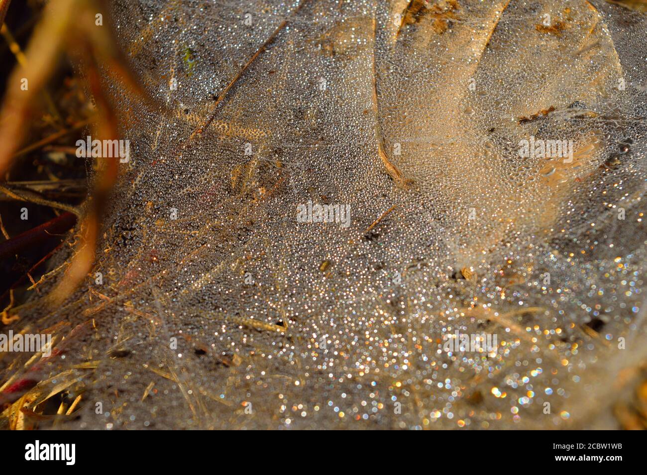 spider web with dew drops in the morning. Dry spider silk forms a ...