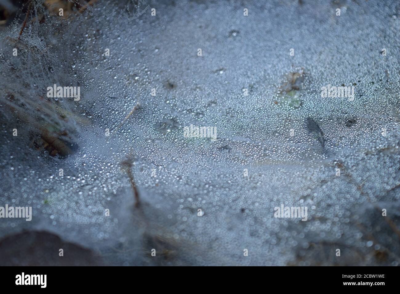 spider web with dew drops in the morning. Dry spider silk forms a ...