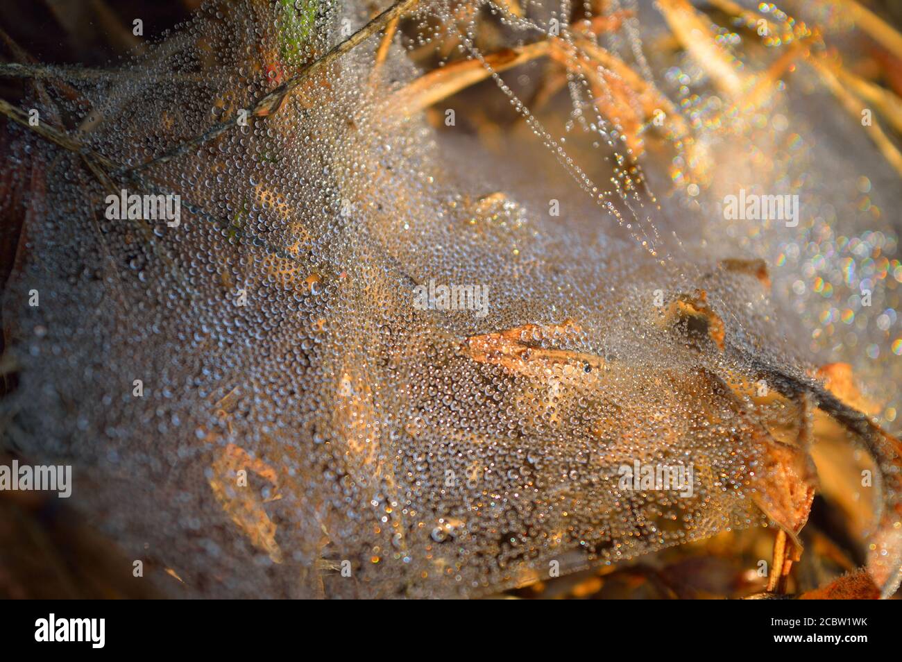 spider web with dew drops in the morning. Dry spider silk forms a ...