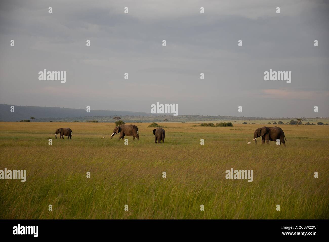 Dusty elephant herd in the golden light of the African savannah Stock ...
