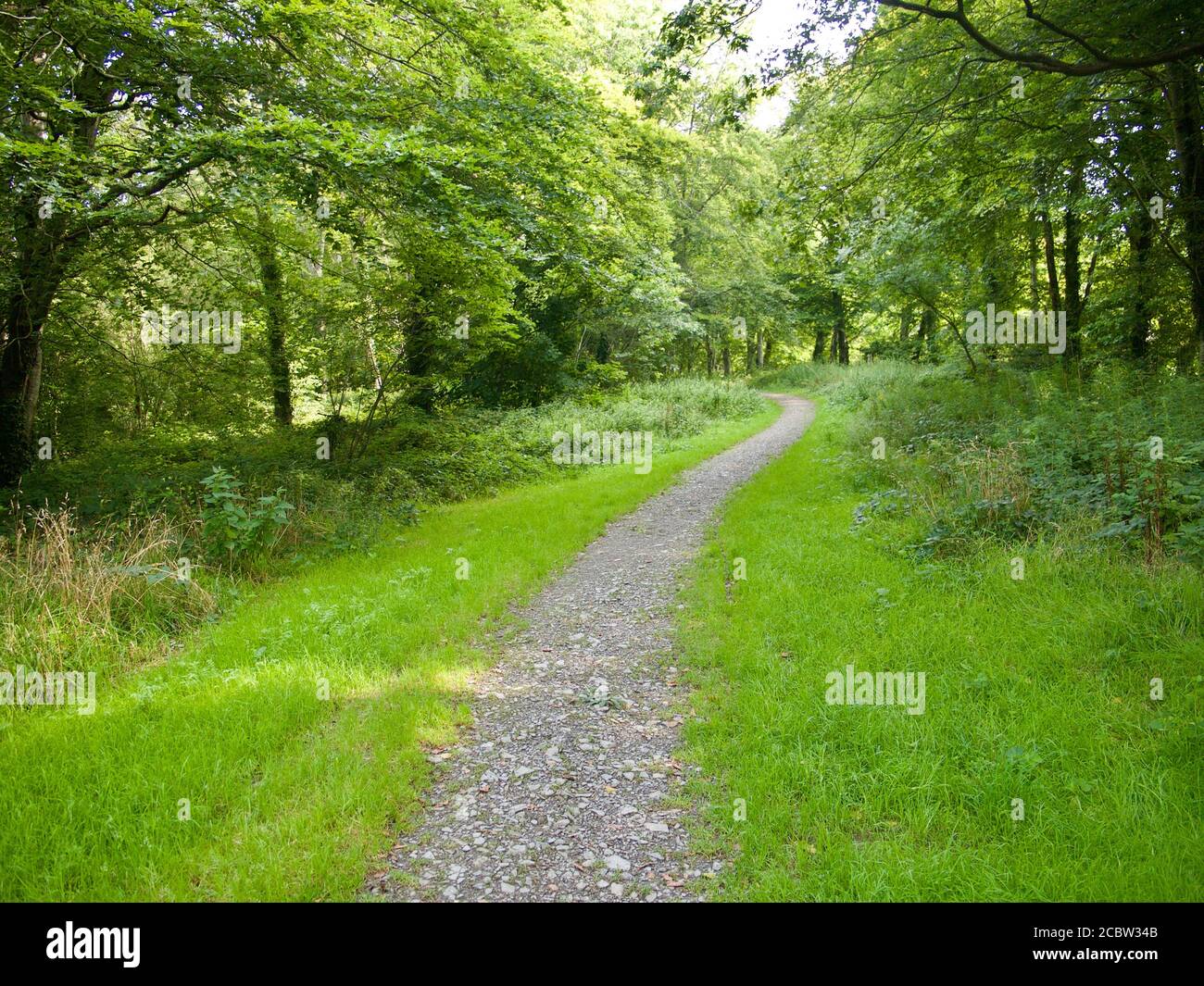 Woodland path, Wales Stock Photo - Alamy