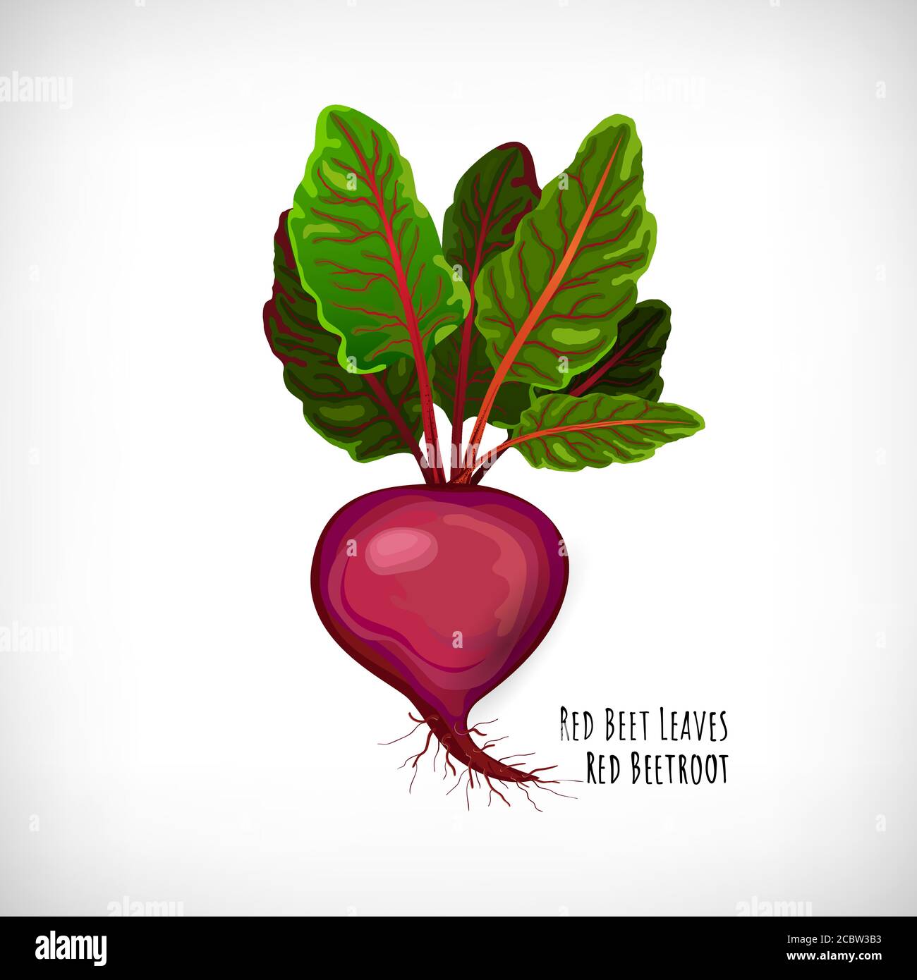 Red beetroot plant with fresh raw leaves isolated on white background ...