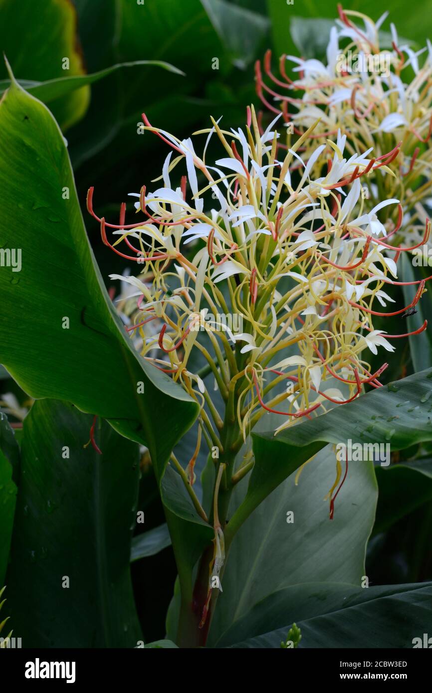 Flower spike ginger lily hedychium hi-res stock photography and images ...
