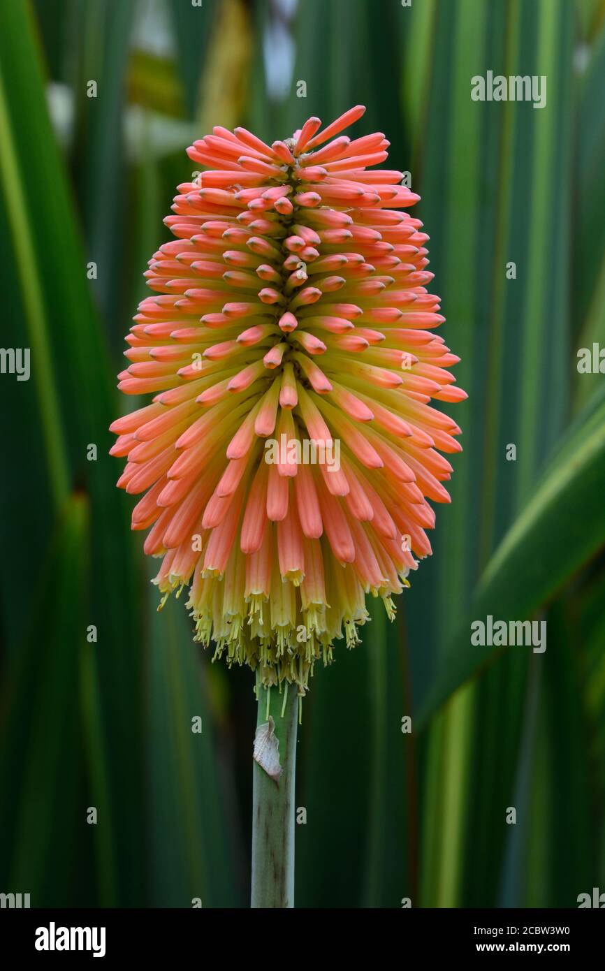 Kniphofia rooperi Red Hot Poker flower spike Stock Photo - Alamy