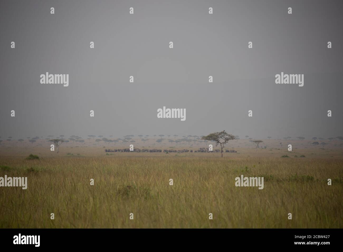 Dusty elephant herd in the golden light of the African savannah Stock ...