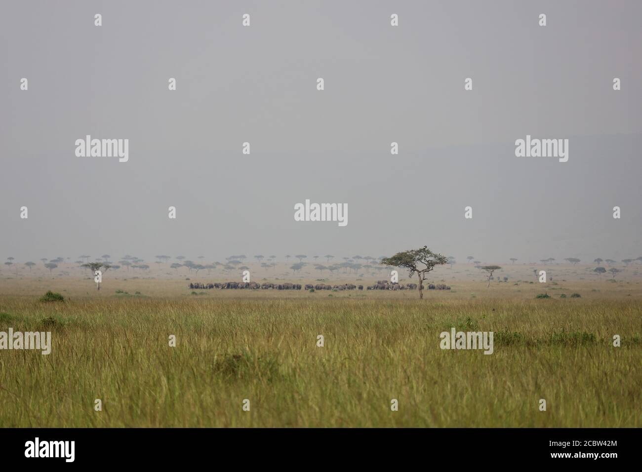 Dusty elephant herd in the golden light of the African savannah Stock ...
